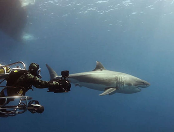 BigAnimals, Big Adventures | Caradonna Adventures