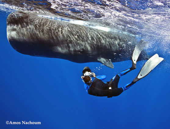 BigAnimals, Big Adventures | Caradonna Adventures